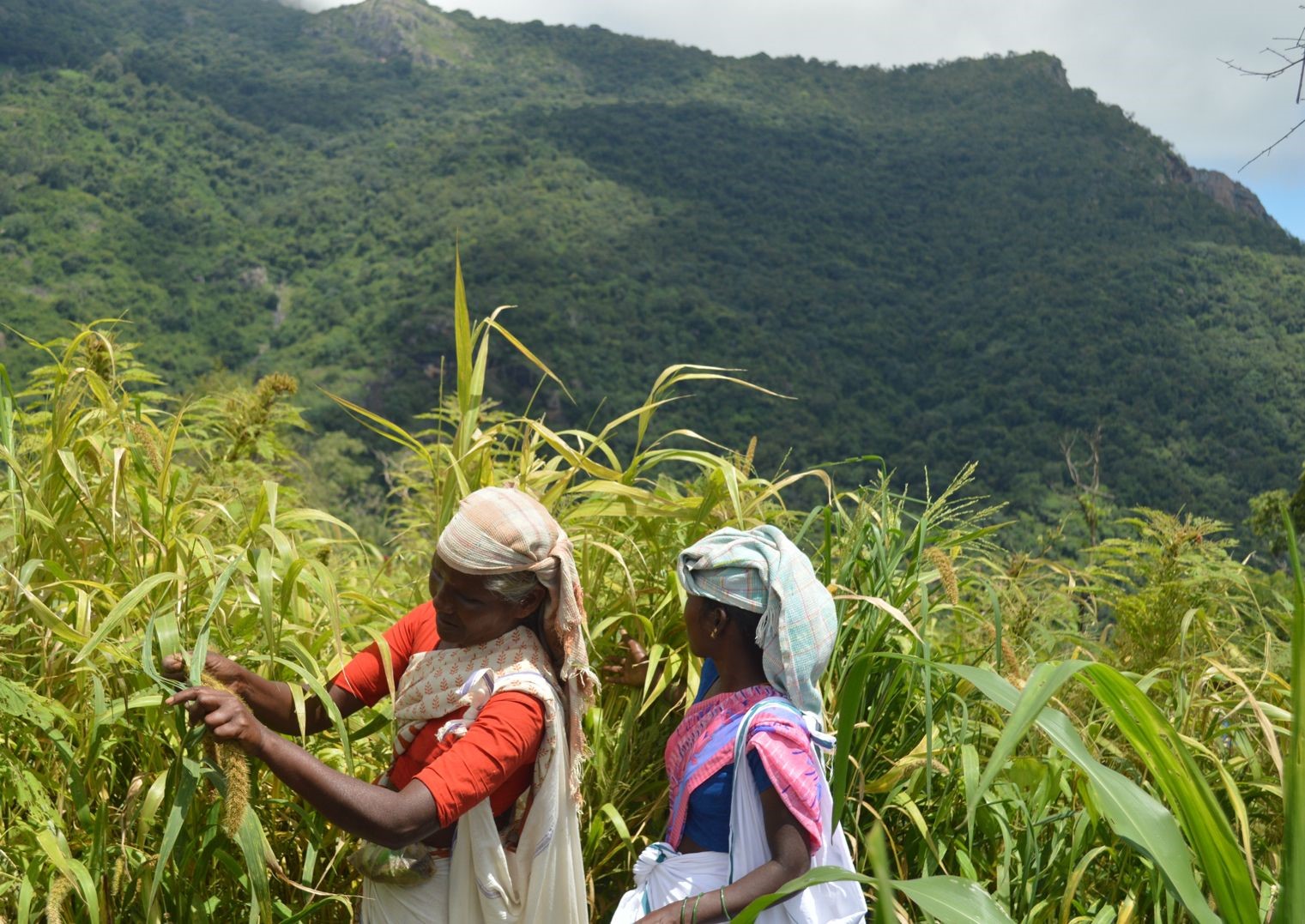 The beauty of the Nilgiris (the Blue Hills) with treasures of the ...